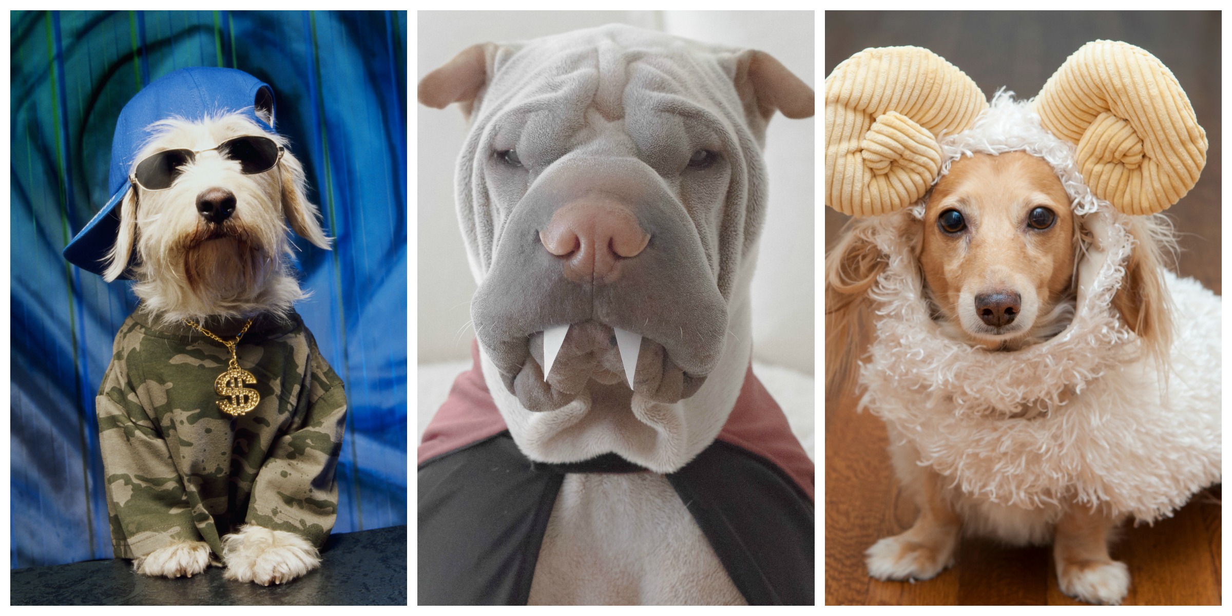 53 Funny Dog Halloween Costumes Cute Ideas For Pet Costumes 53 Funny Dog Halloween Costumes Cute Ideas For Pet Costumes