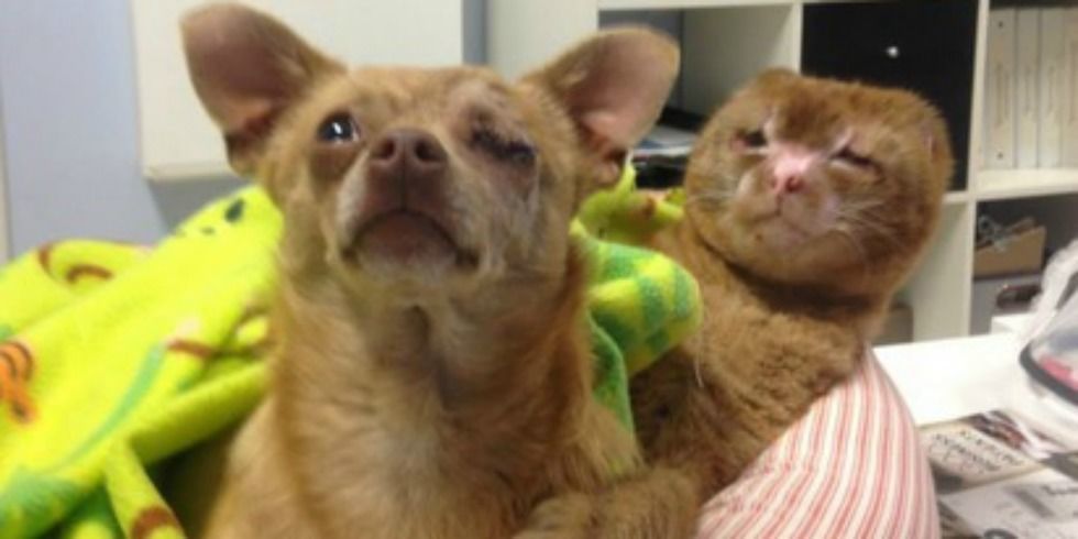 Burned Cat Cuddles Other Patients at Animal Clinic, Leaves Permanent ...