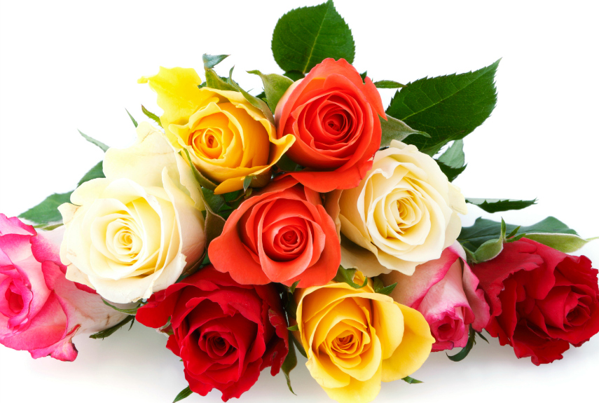 The Meaning of Every Rose Color - Valentine's Day Flowers