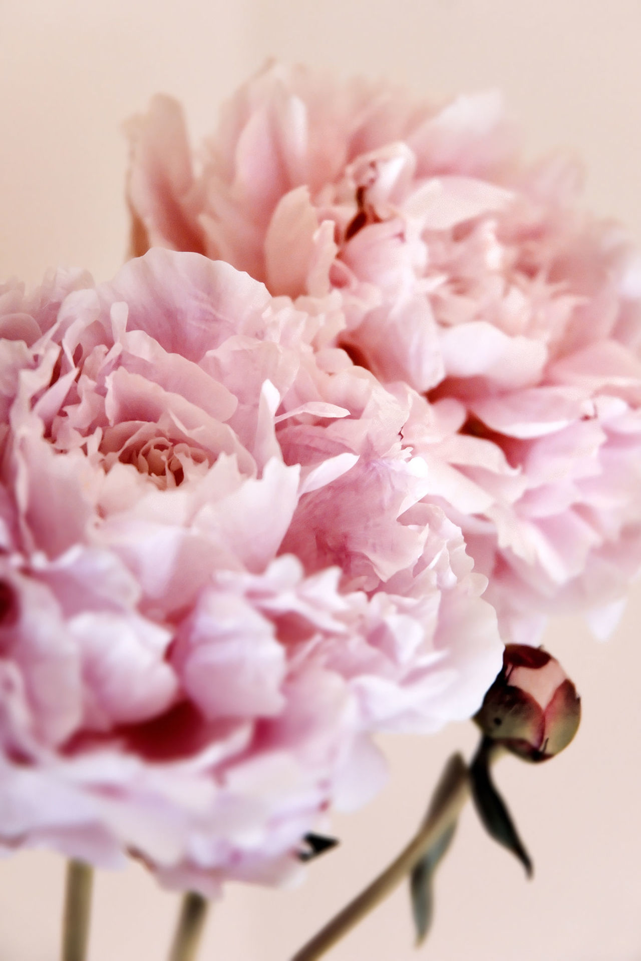 Light Pink Flowers Names